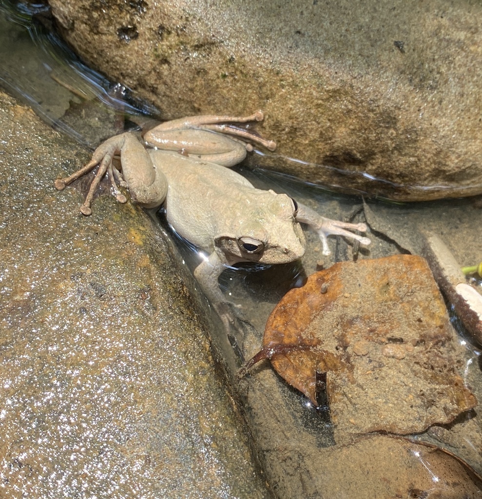 Robust Kajika Frog from 基金二路3巷, TW on August 05, 2022 at 12:46 PM by Leia Tsai · iNaturalist