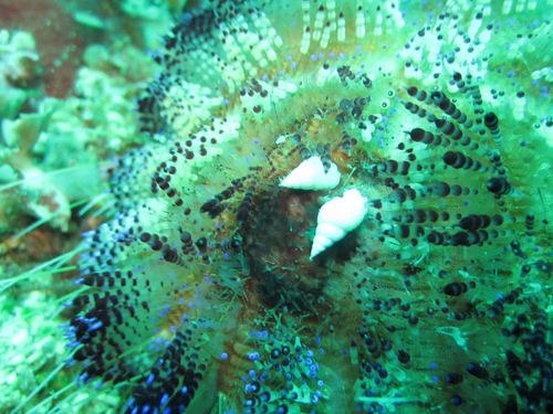 Genus Echineulima · iNaturalist