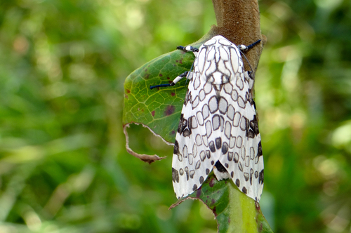 Hypercompe jaguarina · iNaturalist