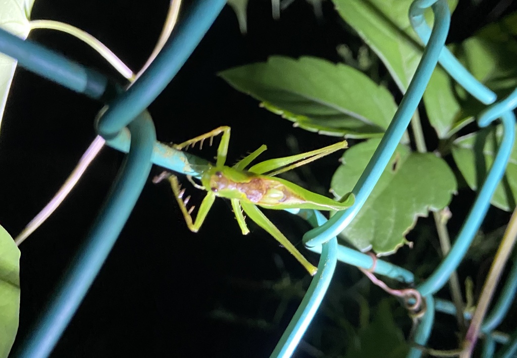 Hexacentrus from 小金井公園, 武蔵野市, 東京都, JP on August 14, 2022 at 08:36 PM by ...