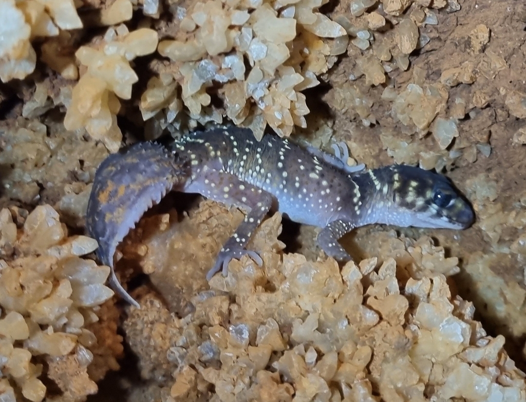 Thick-tailed Barking Gecko from Apsley NSW 2820, Australia on May 24 ...
