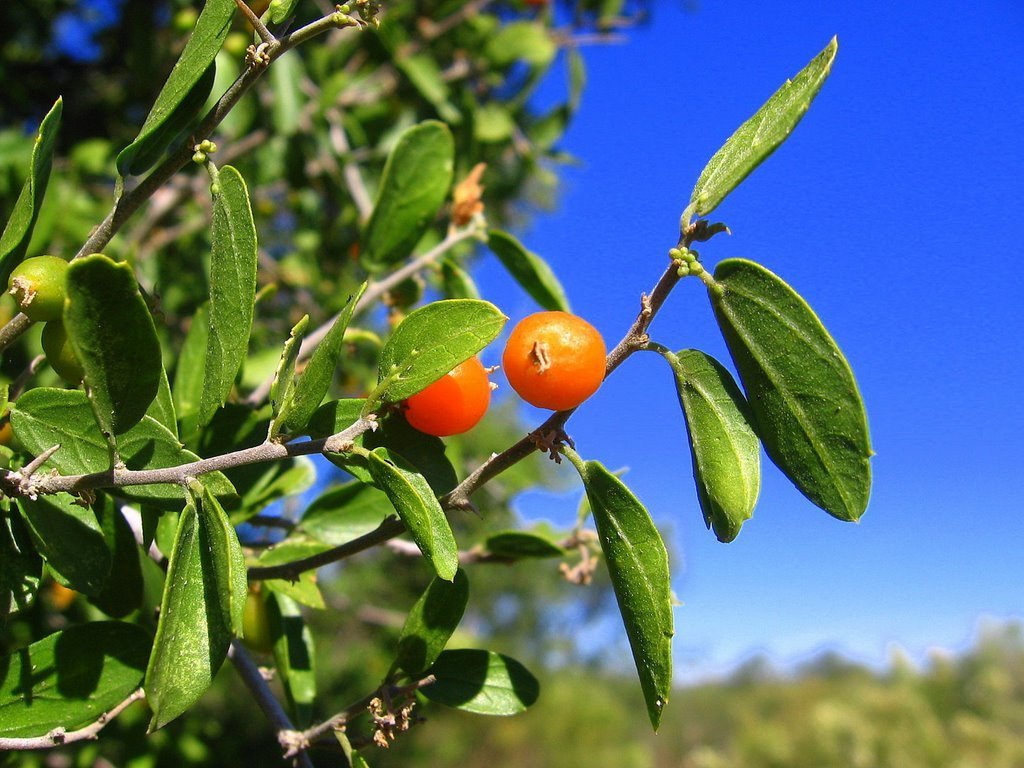 spiny hackberry from La Inmaculada, Pitiquito, Sonora by Miguel ...