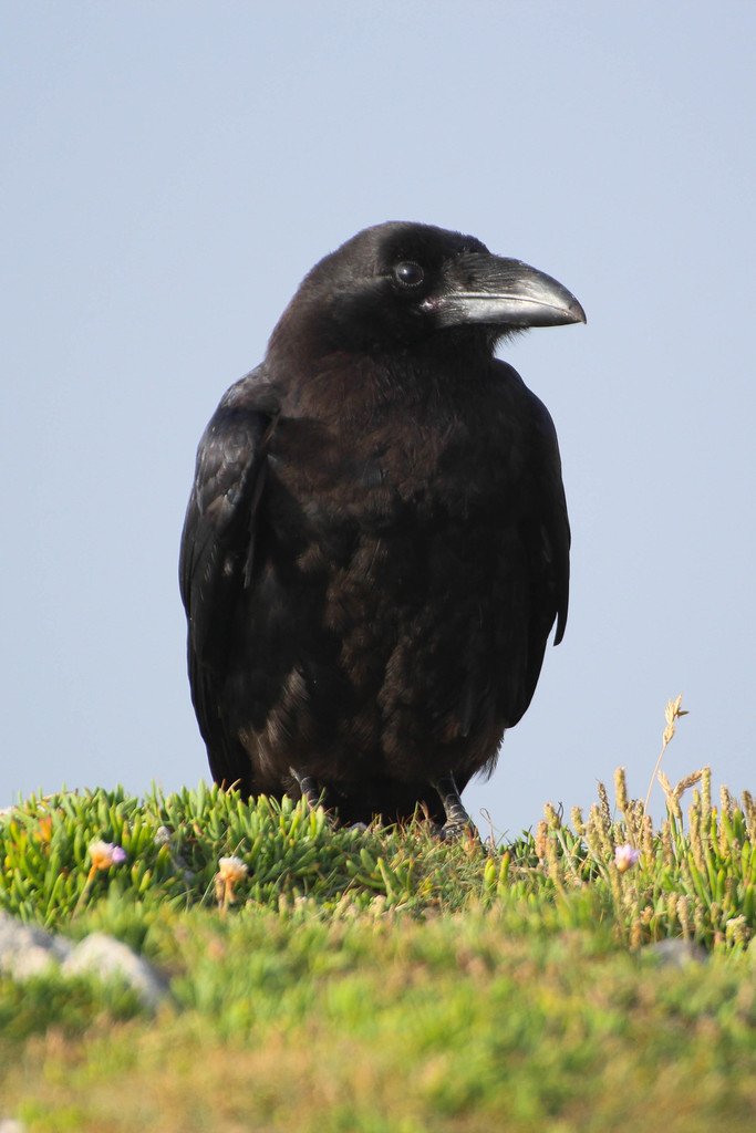 Common Raven from portland bill on June 29, 2015 at 07:17 PM by Lee ...