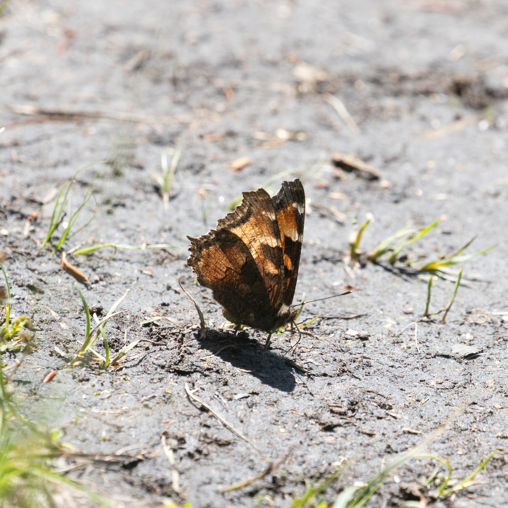 California Tortoiseshell from Lane County, OR, USA on August 7, 2022 at ...