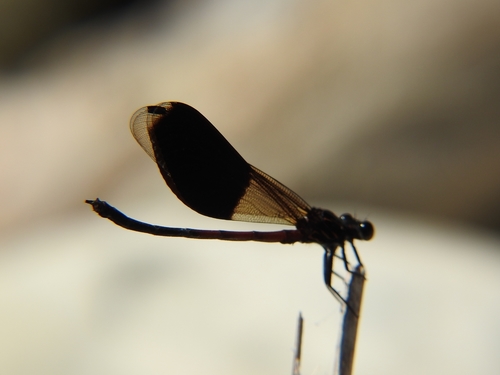 Euphaea formosa · iNaturalist