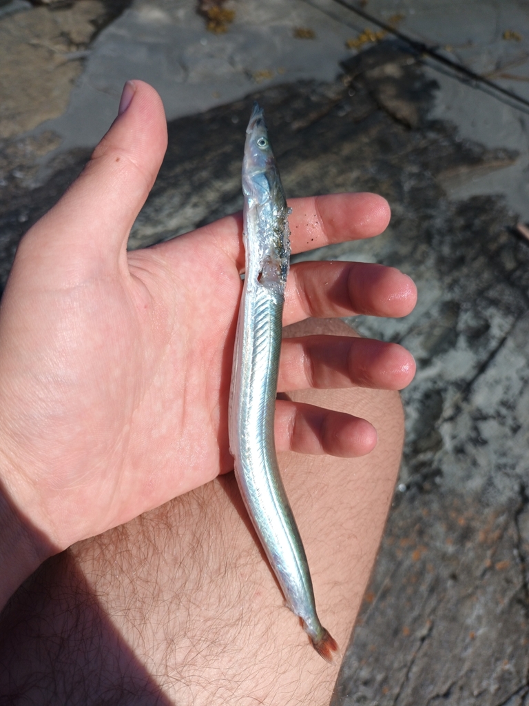 Great Sand Eel from Nedstrand hurtigbåtkai, Nedstrand, Norvège on ...