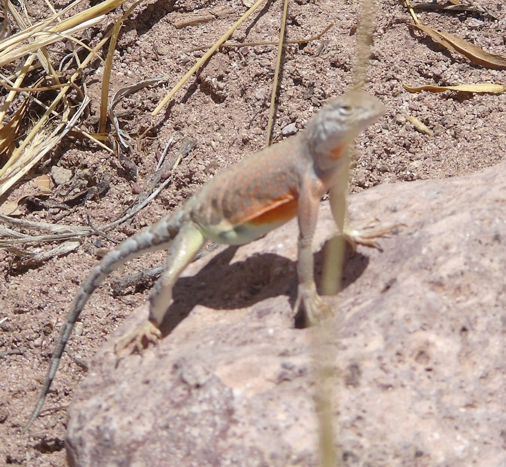 Greater Earless Lizard from Batopilas on May 29, 2022 at 11:58 AM by ...