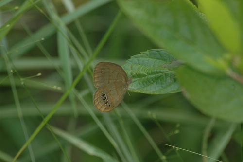 Saint Francis' Satyr (Subspecies Neonympha mitchellii francisci ...