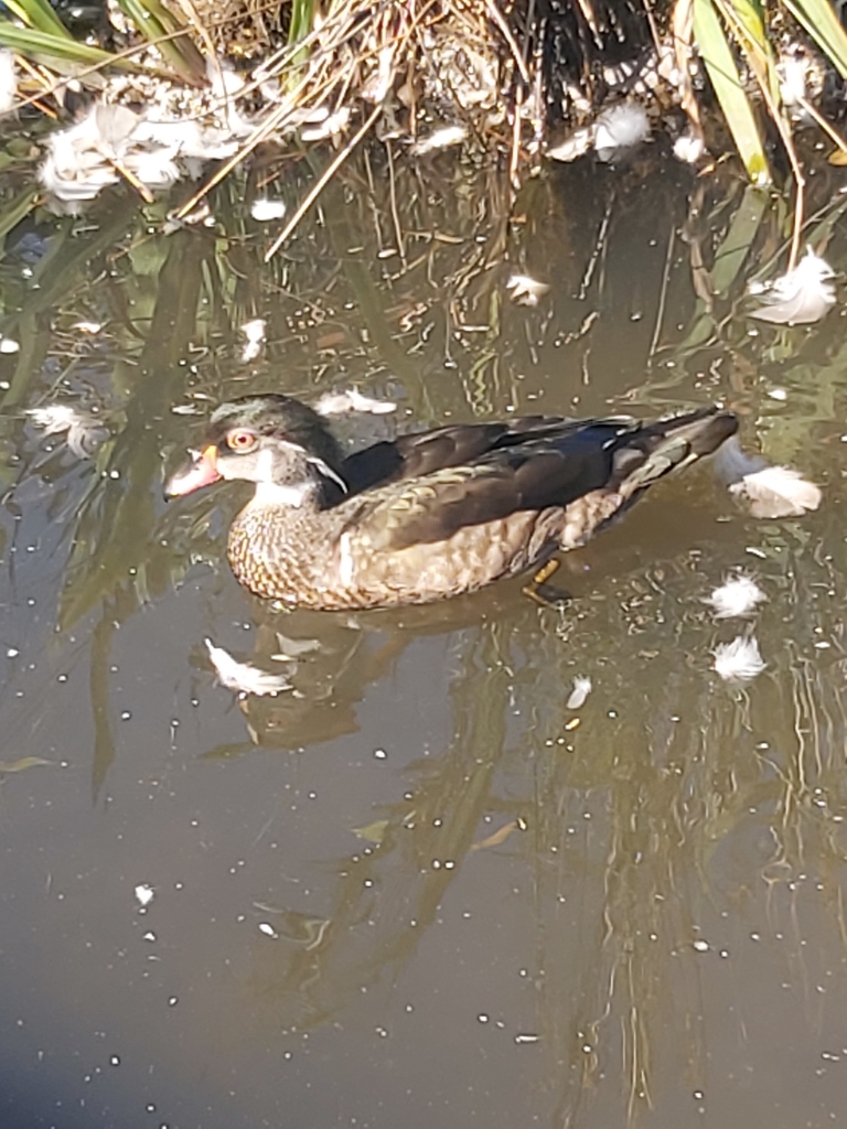 Wood Duck from Burnaby, BC V5A 3B5, Canada on August 14, 2022 at 10:24 ...