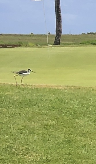 Black-necked Stilt from Bahia Beach Resort & Golf Club, Río Grande ...
