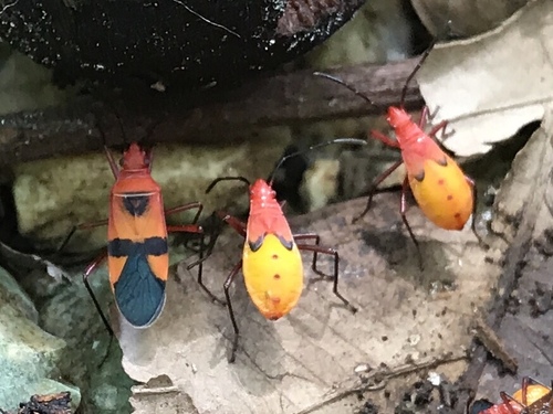 Dysdercus neglectus · iNaturalist