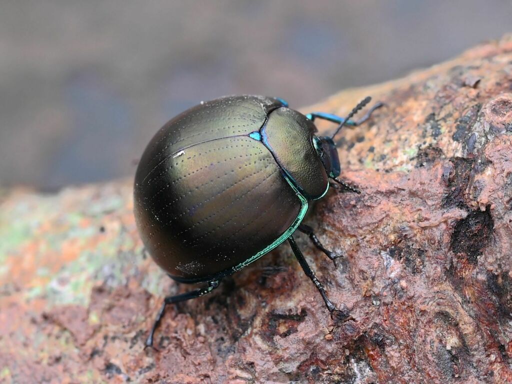 Artactes nitidiceps from 中国云南省西双版纳傣族自治州勐腊县 on August 14, 2022 at 11:42 ...