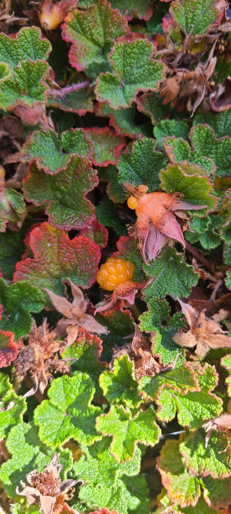 creeping Taiwan bramble from Clarendon Heights, San Francisco, CA, USA ...