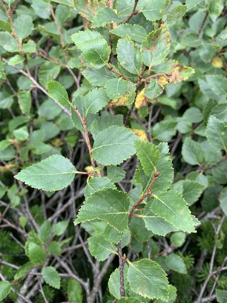 Dwarf White Birch from White Mountain National Forest, Randolph, NH, US ...