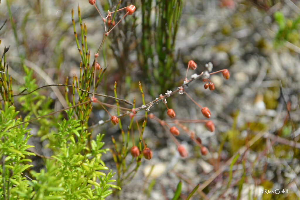 Tall Spookasem from Overberg, Western Cape, South Africa on September ...