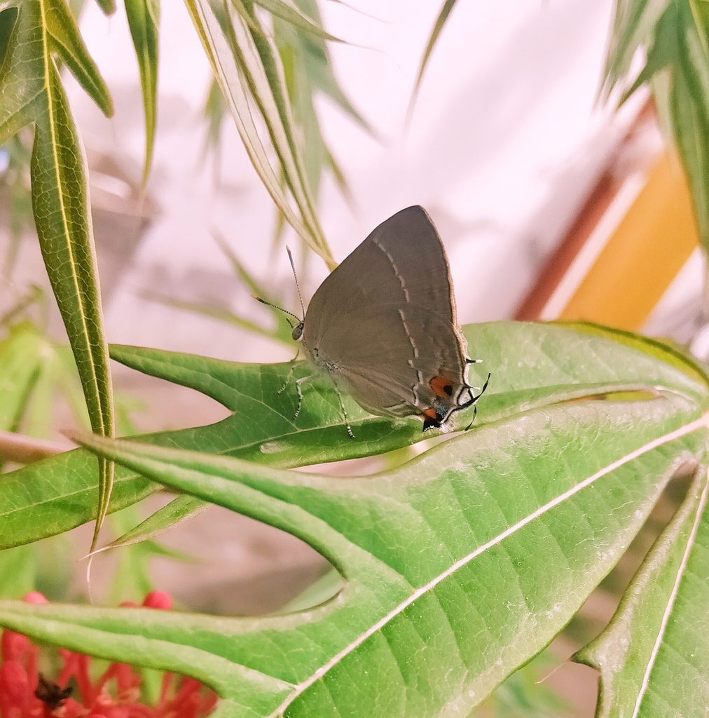 Marius Hairstreak from Jalupa, Tab., México on July 23, 2022 at 04:02 ...