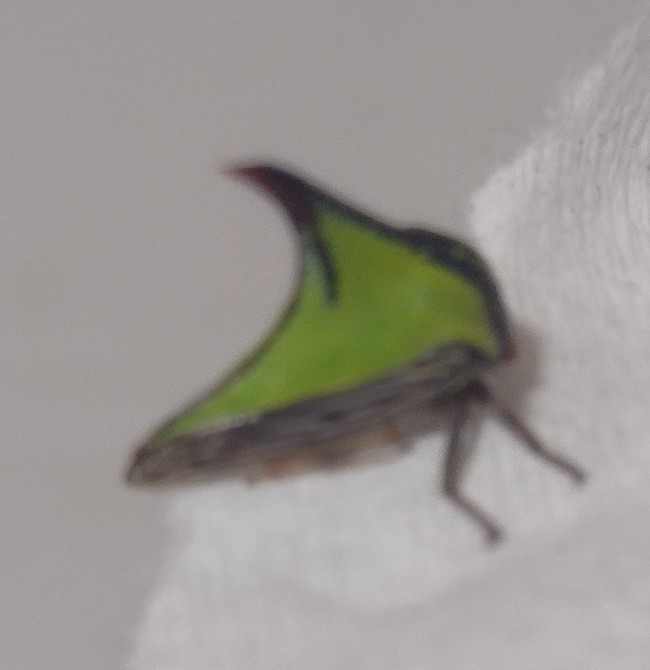 Thorn Treehopper from Av. Belisario Domínguez on August 14, 2022 at 04: ...