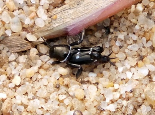 Xya iberica · iNaturalist