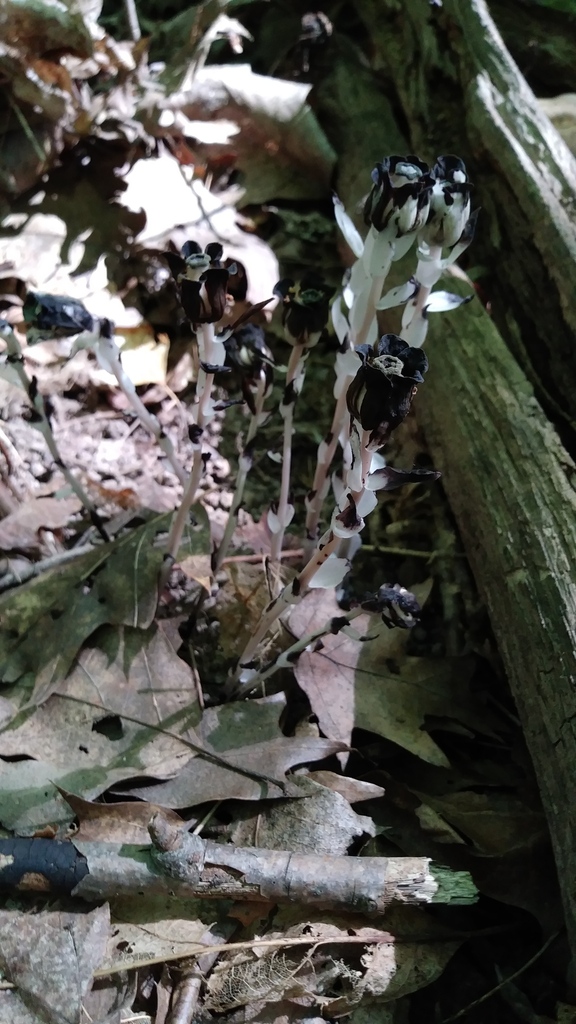 Ghost Pipe in August 2022 by Sindy Vee. Spotted this parasitic plant ...