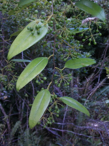 Smilax purpurata · iNaturalist Mexico