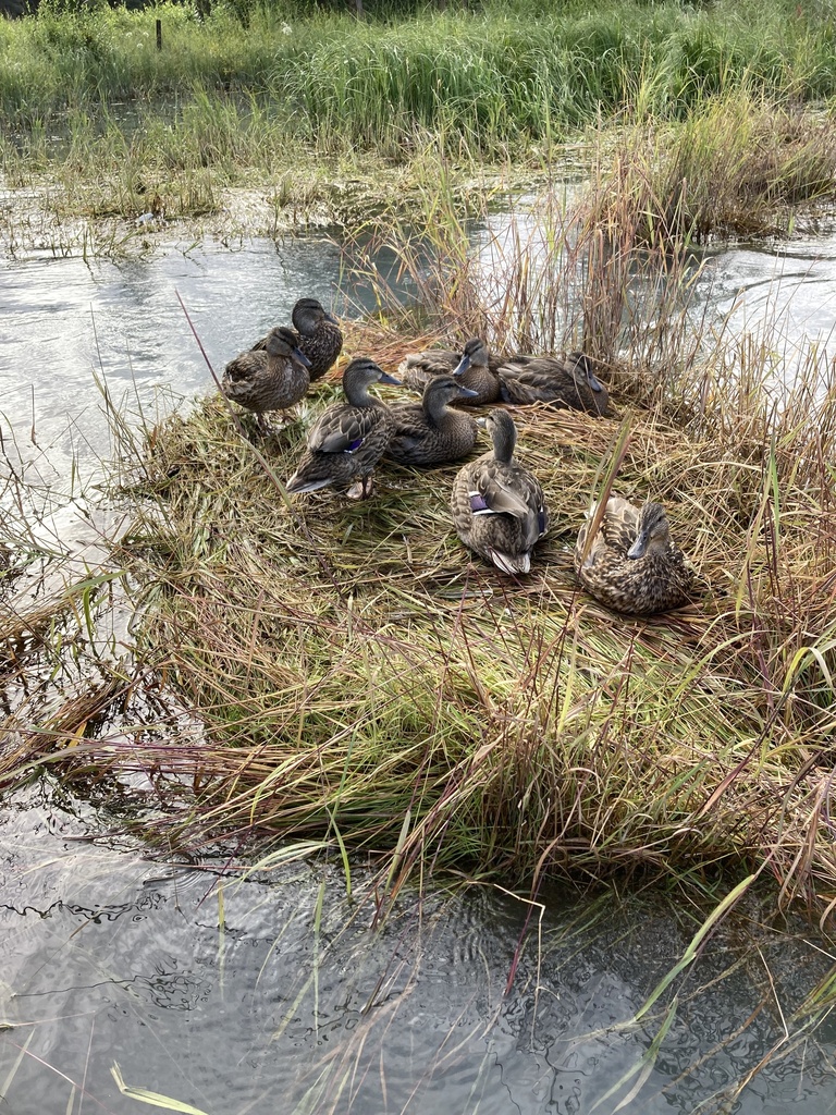 Mallard from Kenai River, Soldotna, AK, US on August 2, 2022 at 09:29 ...