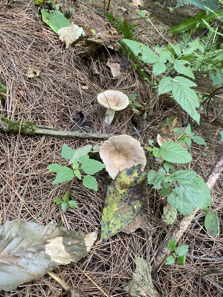 Russula pectinatoides from SR-135, Nashville, IN, US on August 13, 2022 ...