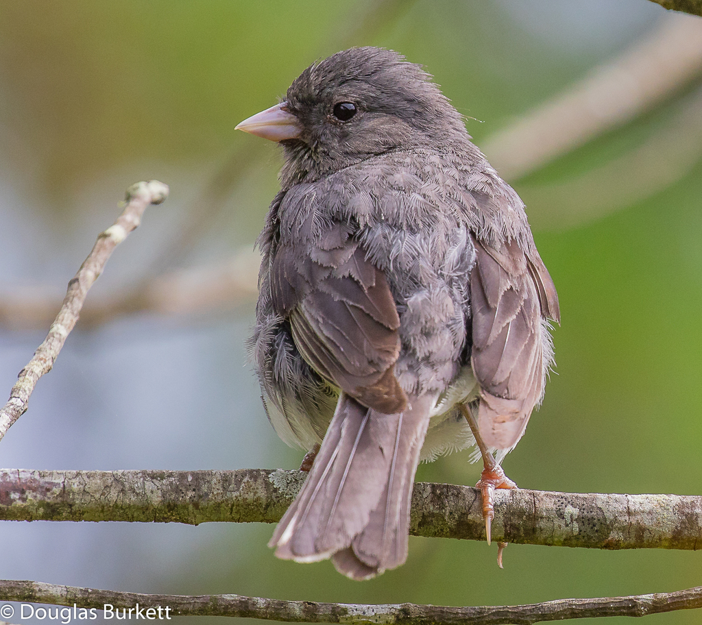 Dark-eyed Junco from Amherst County, VA, USA on August 14, 2022 at 10: ...