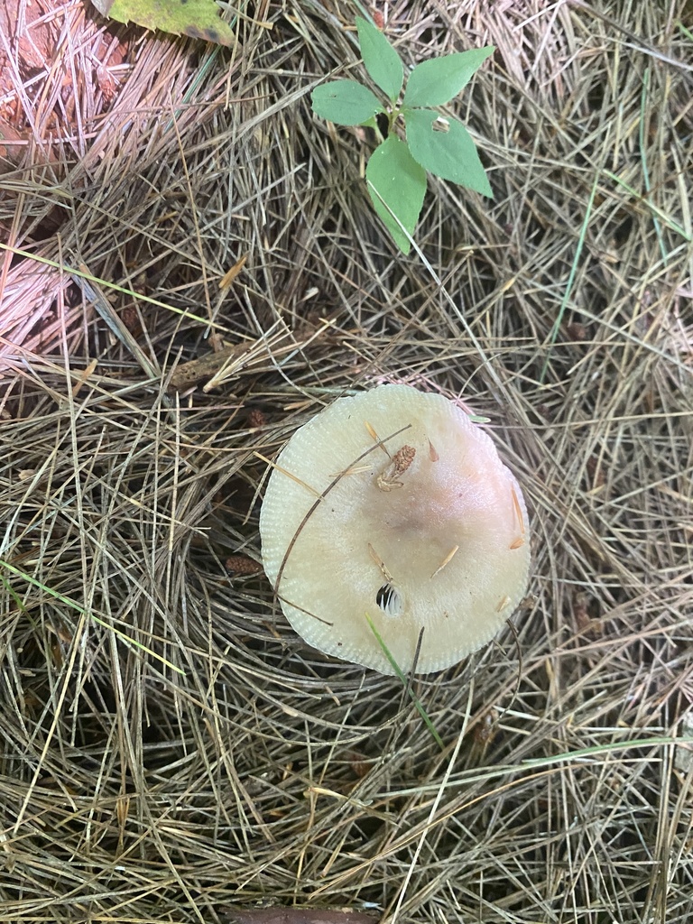 Russula pectinatoides from SR-135, Nashville, IN, US on August 13, 2022 ...