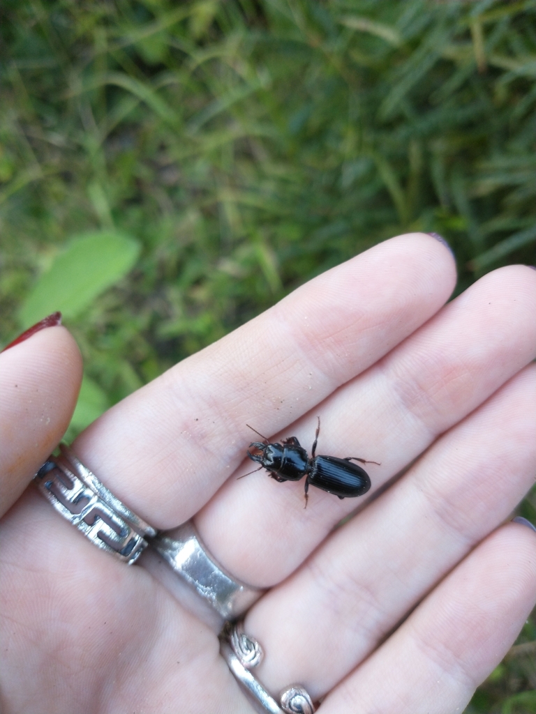 Big-headed Ground Beetle from Derry, NH, USA on August 14, 2022 at 06: ...