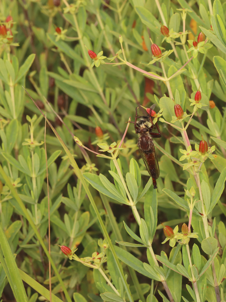shrubby cinquefoil from Pinery PP, ON on July 28, 2022 at 11:22 AM by ...
