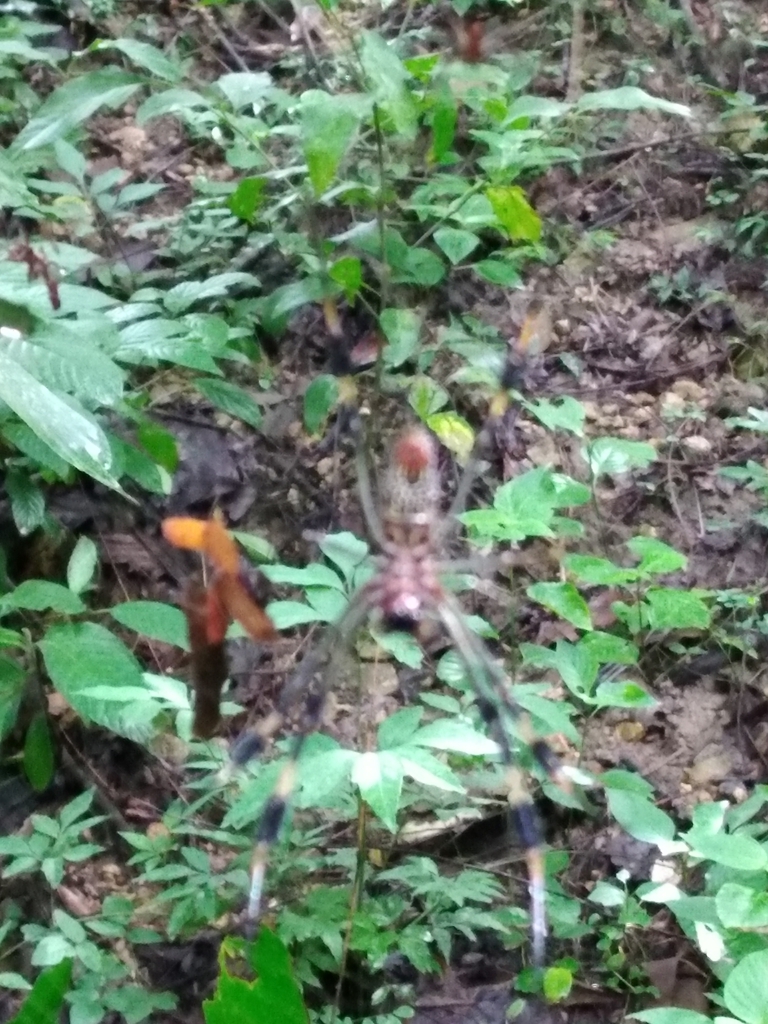 Golden Silk Spider from VR2W+XR, Copán Ruinas, Honduras on August 13 ...