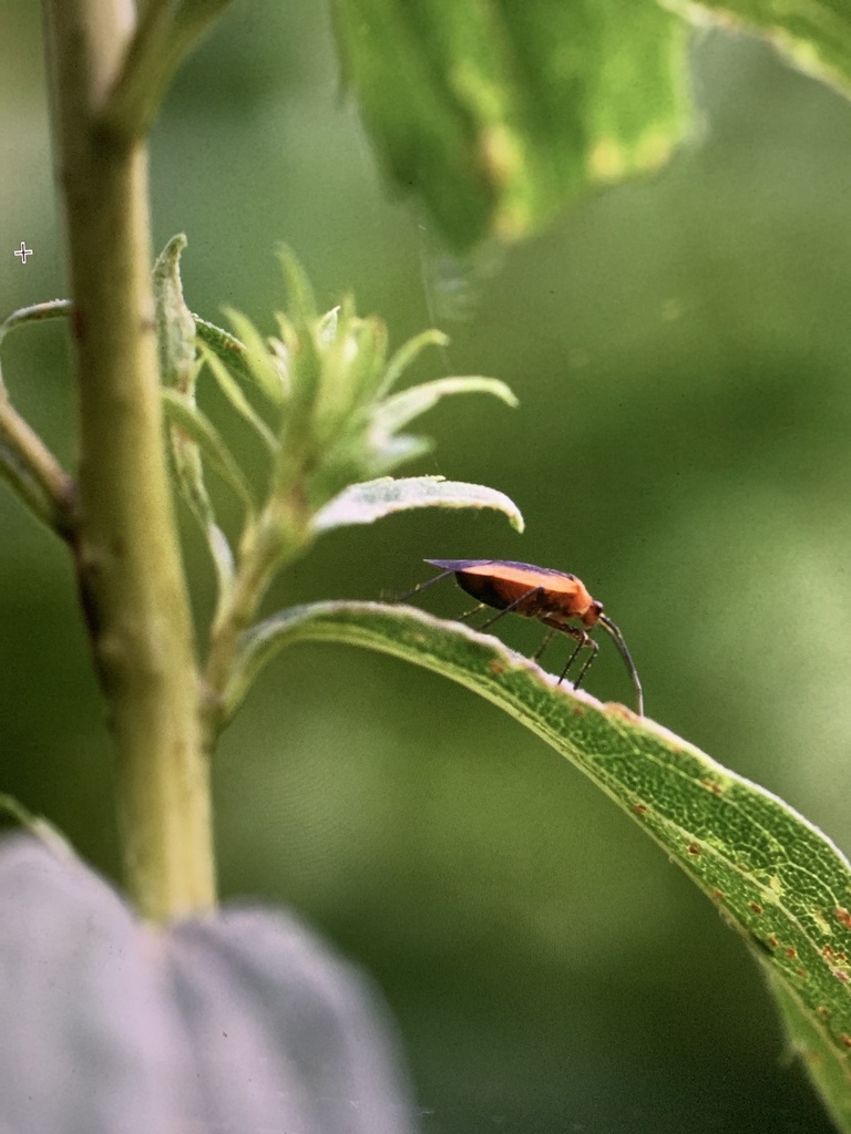Plant Bugs from Route 325, Lunenburg, NS, CA on August 14, 2022 at 10: ...