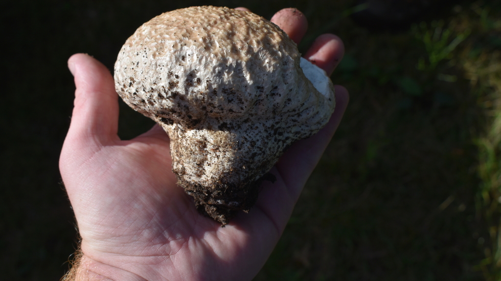Brain puffball in August 2022 by Cade · iNaturalist