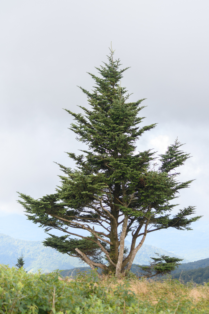Fraser fir from Mitchell County, NC, USA on August 10, 2022 at 10:57 AM ...