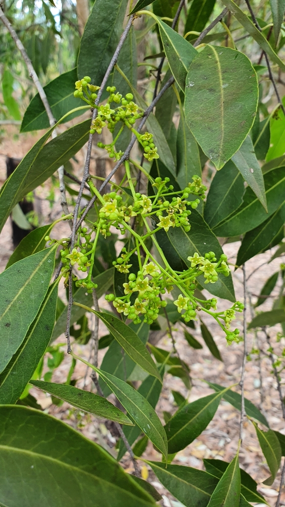Denhamia obscura from Litchfield Park NT 0822, Australia on August 14 ...