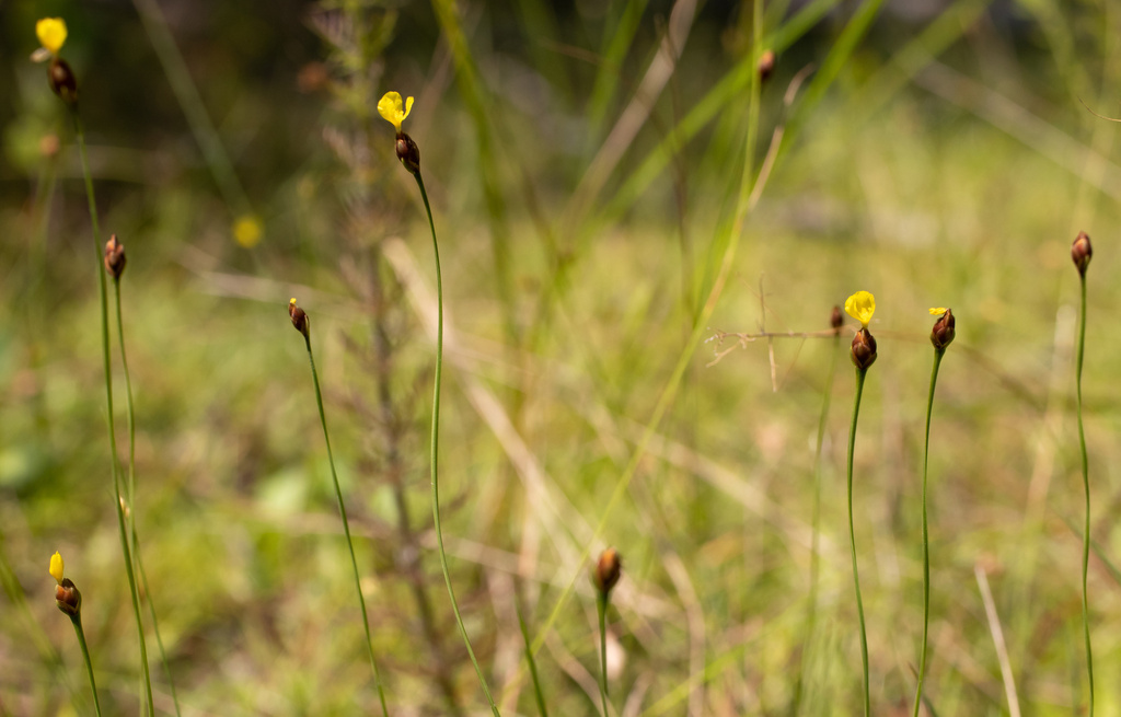 Drummond's yellow-eyed grass in August 2022 by arenicola. common in ...