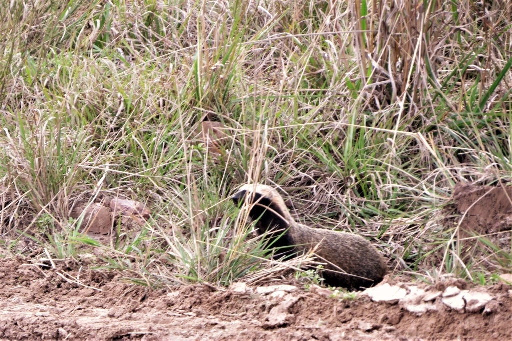 Lesser Grison from Mercedes, Corrientes, AR on July 24, 2022 at 11:30 ...