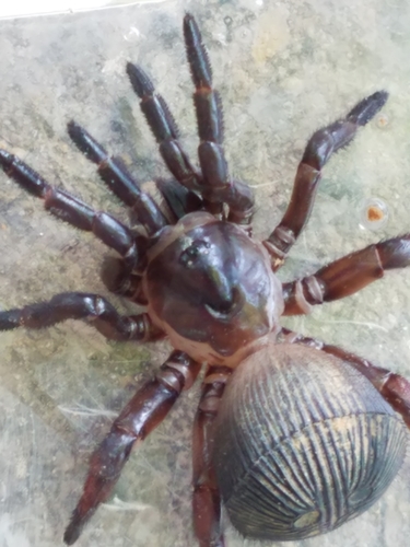 Genus Cyclocosmia · iNaturalist