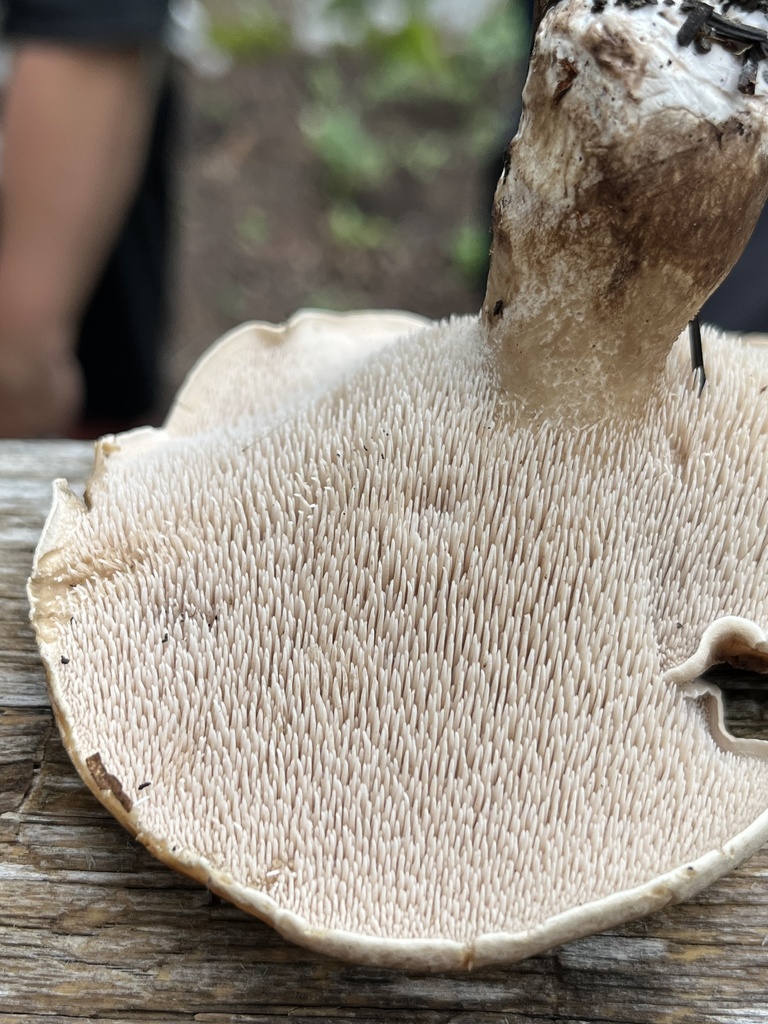 shingled hedgehog from Uinta-Wasatch-Cache National Forest, Salt Lake ...