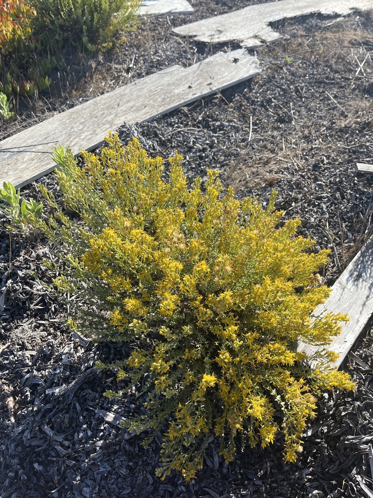 California Goldenbush from Seaside, CA, US on August 13, 2022 at 09:16 ...