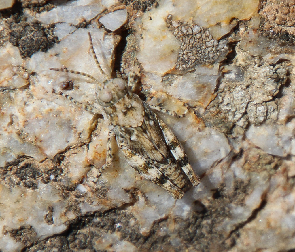 Sphingonotus from Sud de l’Égée, Grèce on June 19, 2022 at 10:52 AM by ...