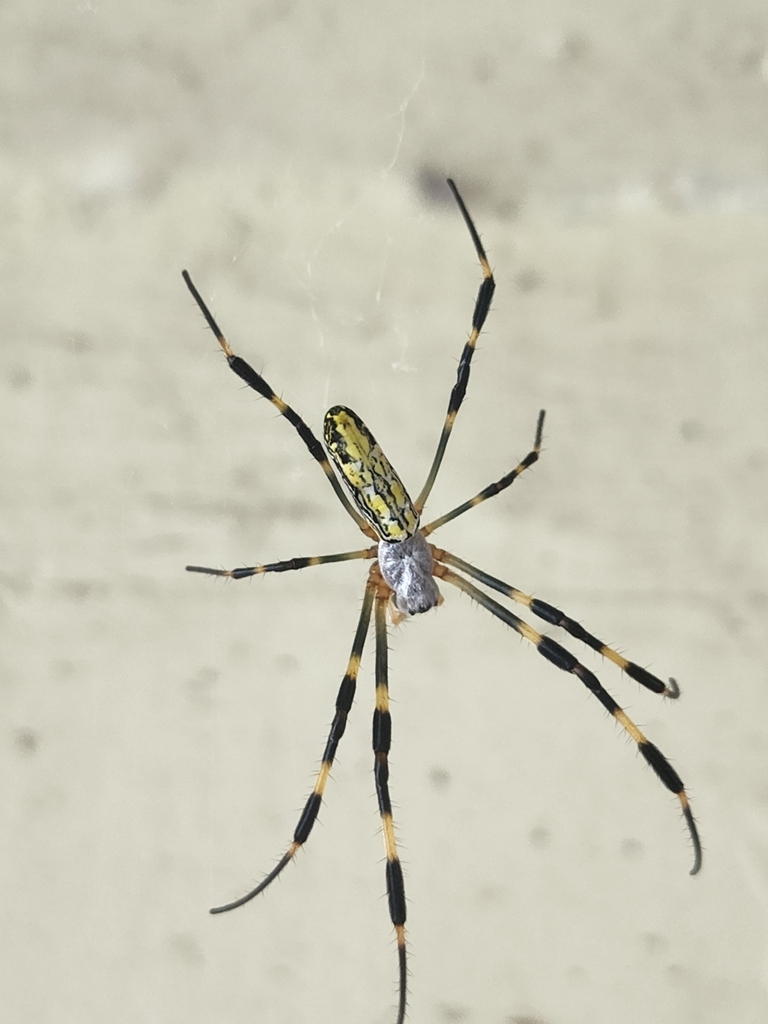 Joro Spider from 025-0091, Japan on August 14, 2022 at 02:00 PM by Taba ...