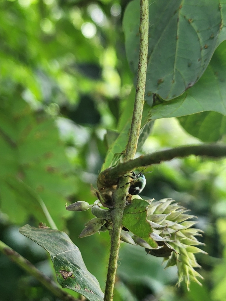 Pentatomomorph Bugs from Sakuradai, Hanamaki, Iwate 025-0064, Japan on ...