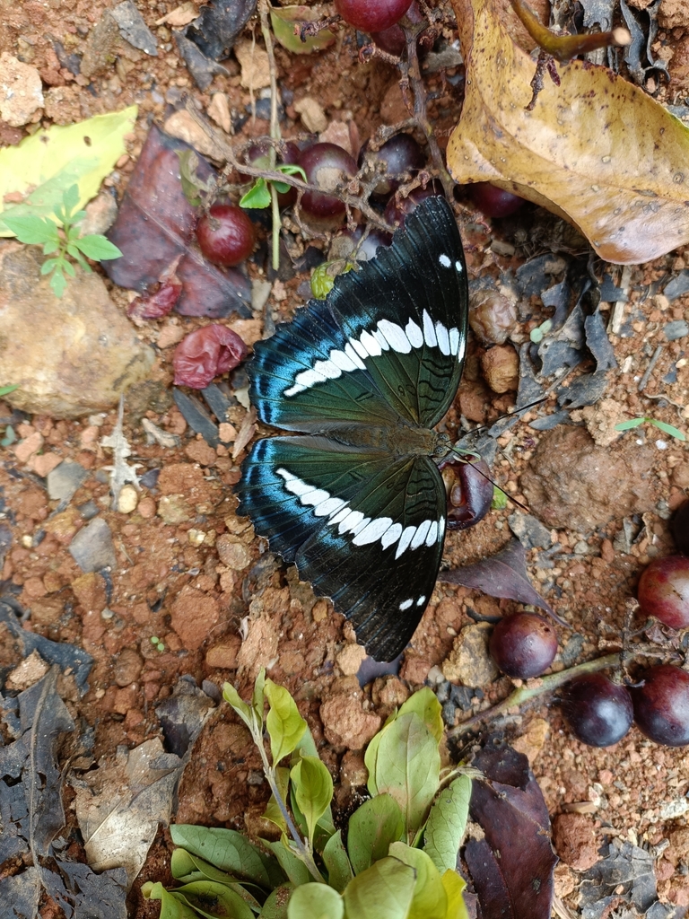 Blue Duke from Tsirang on August 09, 2022 at 02:50 PM by Seangyeal ...