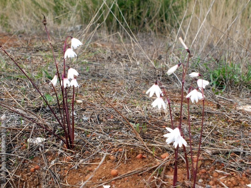 Autumn Snowflake from Portugal - São Bento on October 20, 2016 by ...