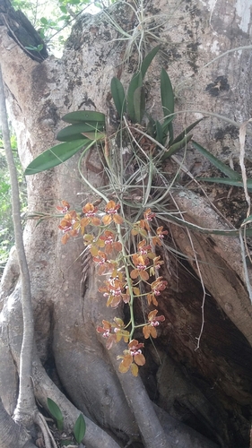 (Trichocentrum microchilum)
