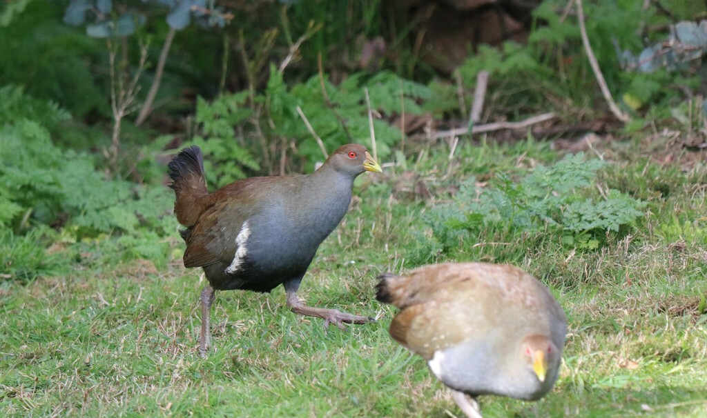 Tasmanian Native-hen from Hobart TAS, Australia on August 11, 2022 at ...