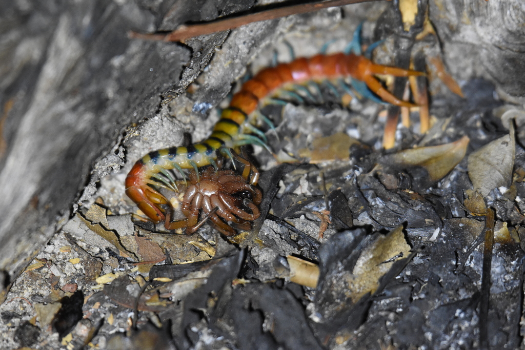 Red-headed Centipede from Jabiru NT 0886, Australia on August 15, 2022 ...