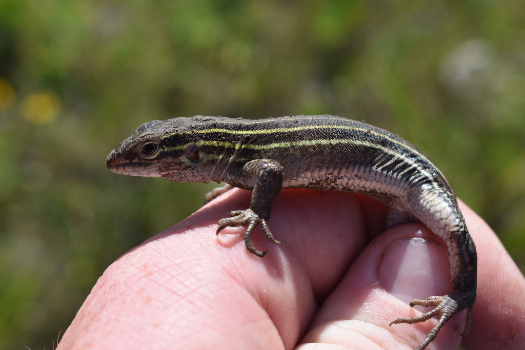 Prairie Racerunner from Jefferson County, MO, USA on August 11, 2022 at ...