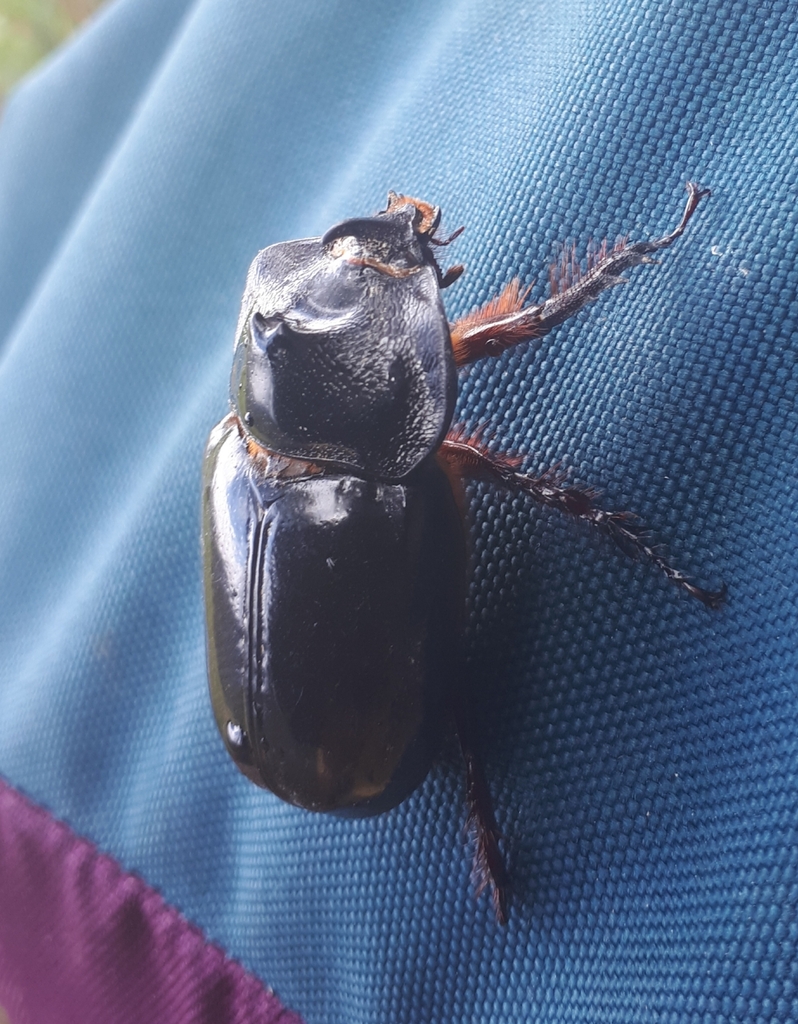 Heterogomphus from Pasto, Nariño, Colombia on January 2, 2020 at 03:50 ...